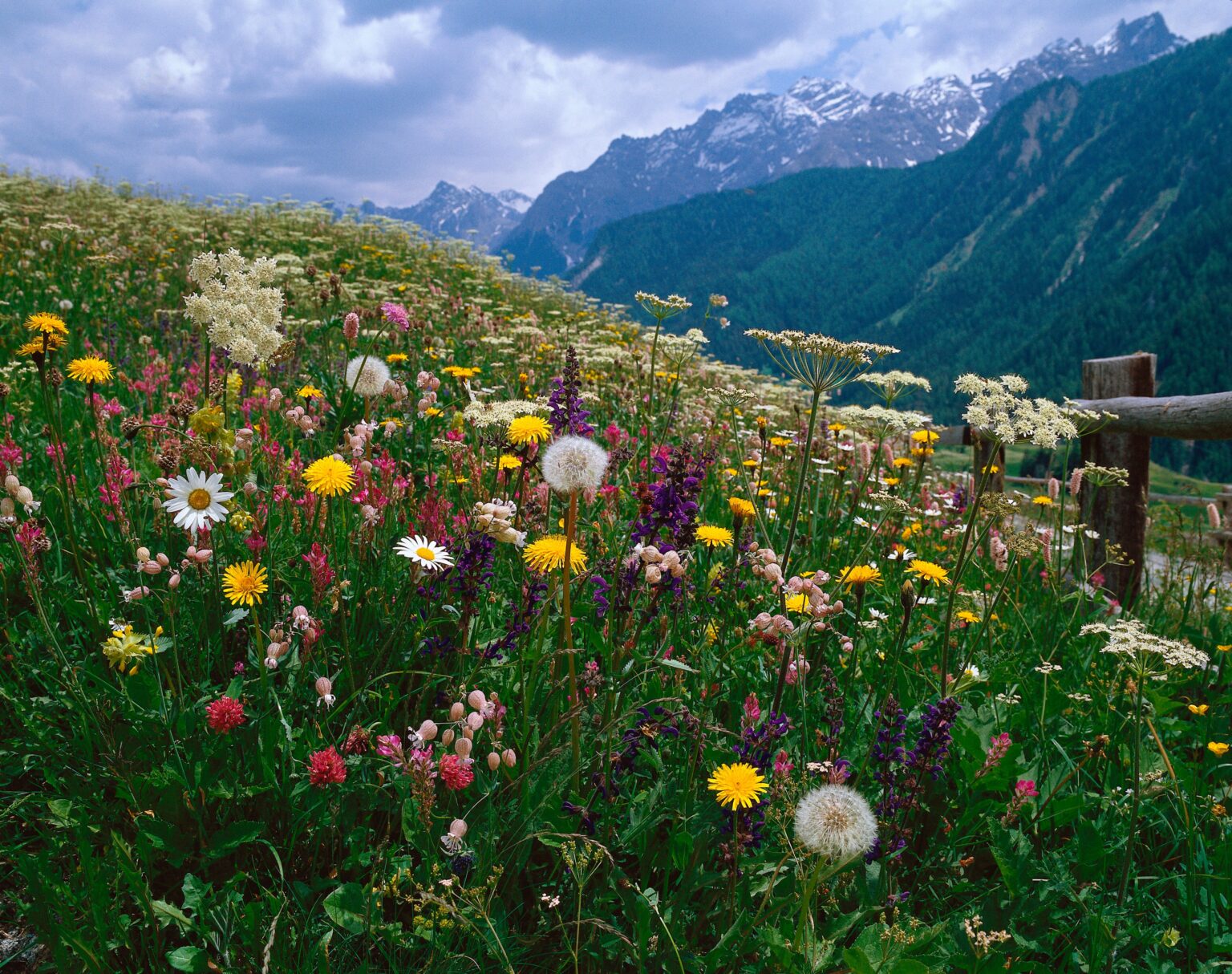 Monday 3rd November – Alpines in the Wild and in Cultivation – Wyche ...